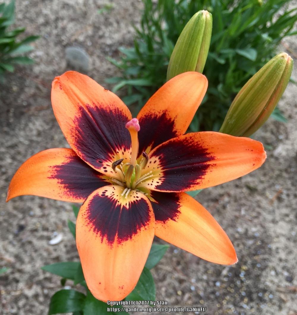 Lily (Lilium 'Easy Samba') in the Lilies Database - Garden.org