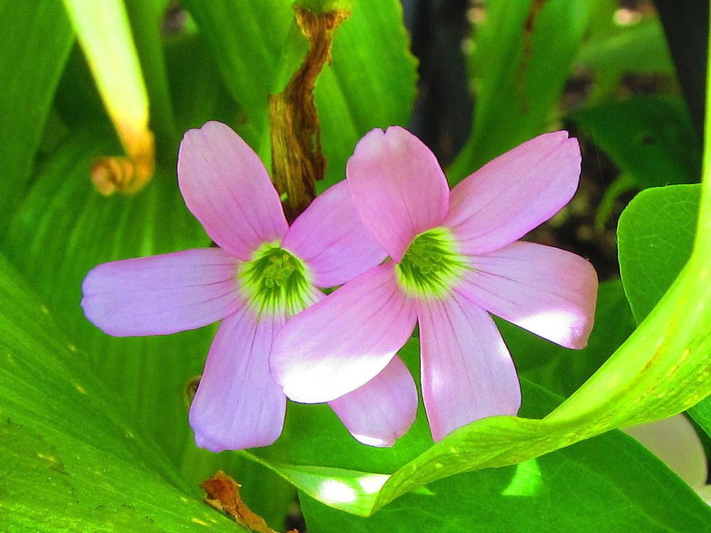 Photo of the stamens, filaments and pistils of Wood Sorrel (Oxalis ...