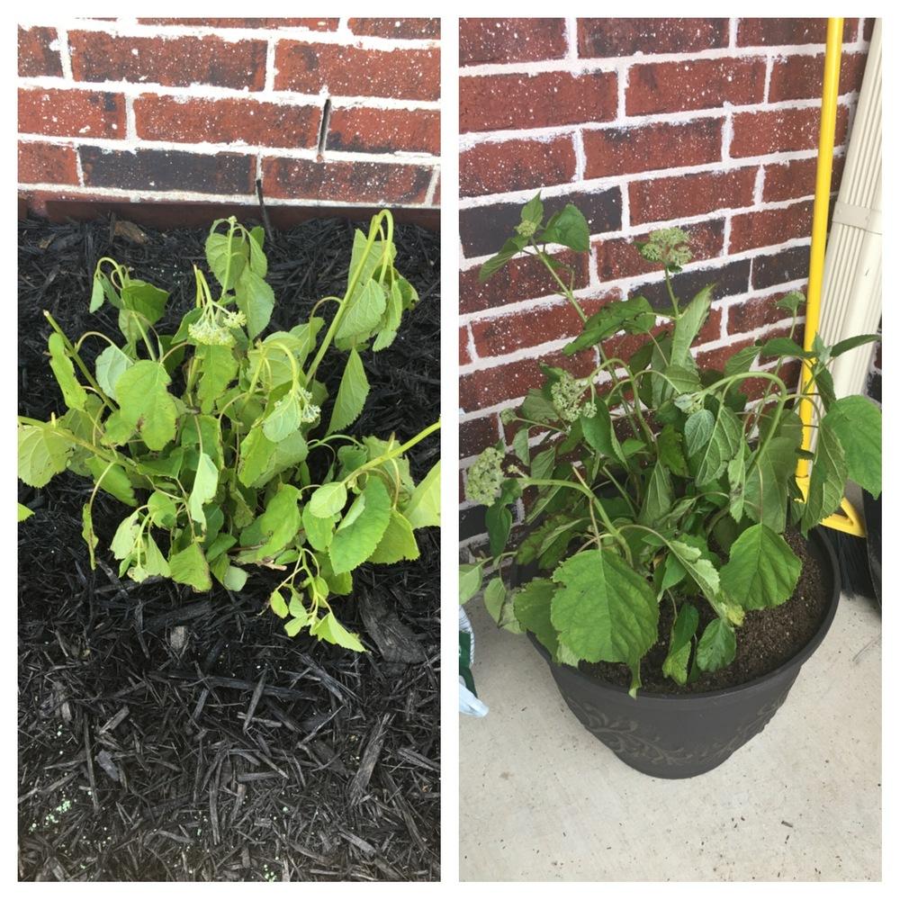 Overwatered hydrangea in the Ask a Question forum - Garden.org