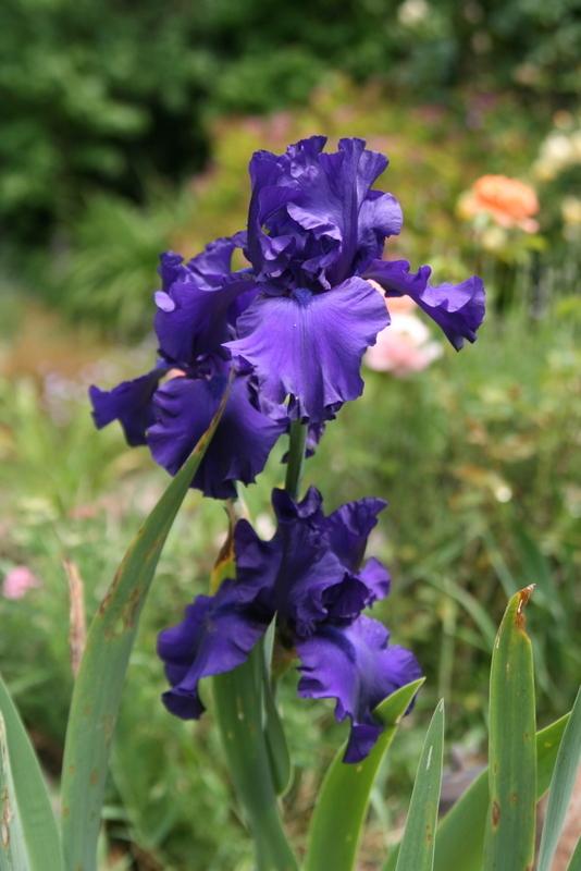 Photo of the bloom of Tall Bearded Iris (Iris 'Dusky Challenger ...