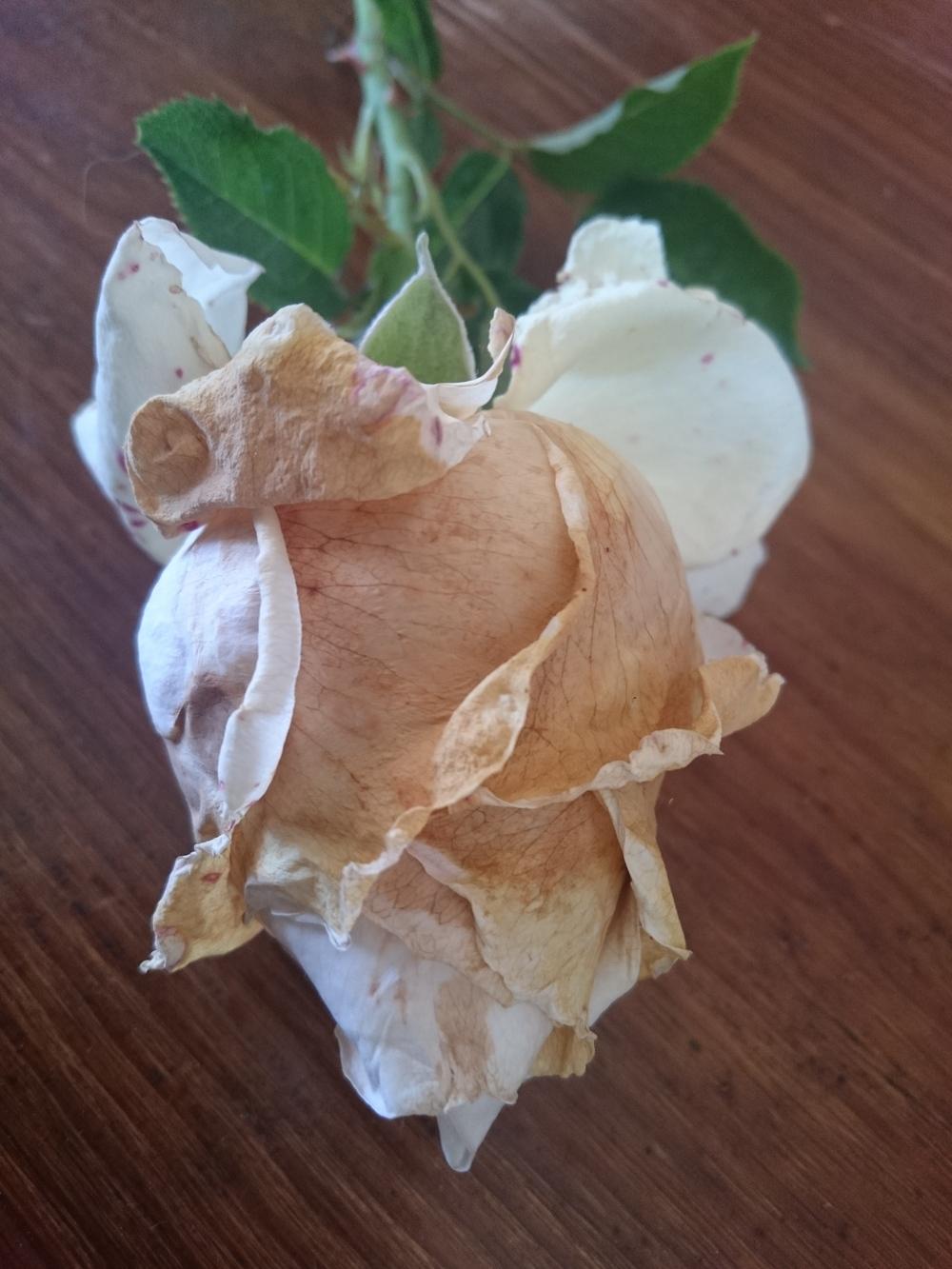 Roses rotting on stems in the Ask a Question forum - Garden.org