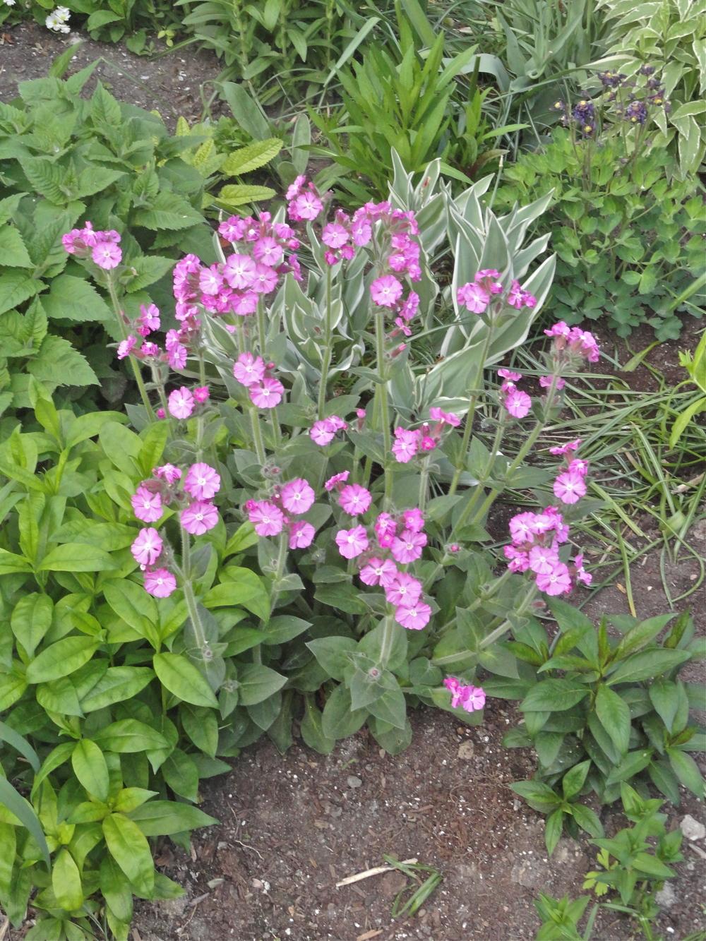 Photo of the entire plant of Catchfly (Silene 'Rolly's Favorite ...