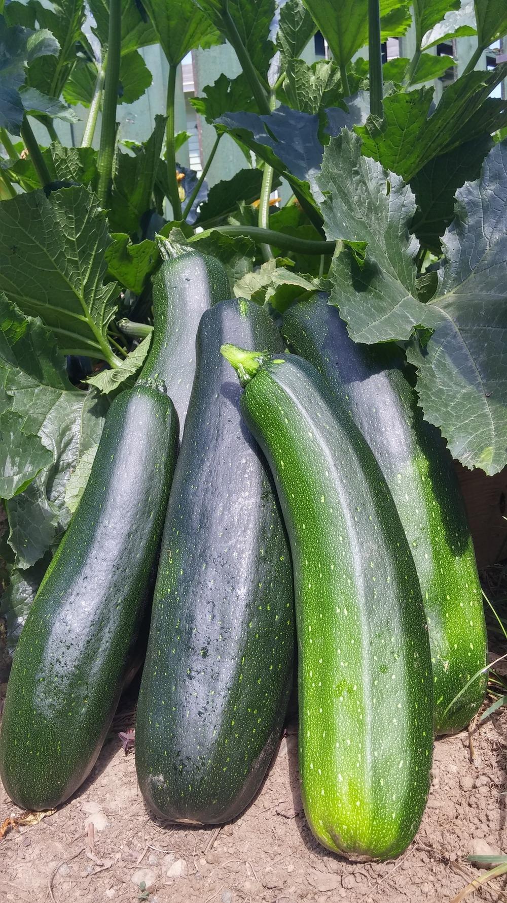 Bush Zucchini (Cucurbita pepo 'Black Beauty Bush') in the Gourds ...