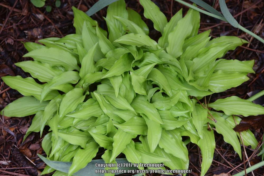 Photo of the entire plant of Hosta 'Lemon Lime' posted by treehugger ...