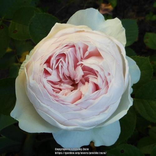 Rose (Rosa 'Earth Angel') in the Roses Database - Garden.org