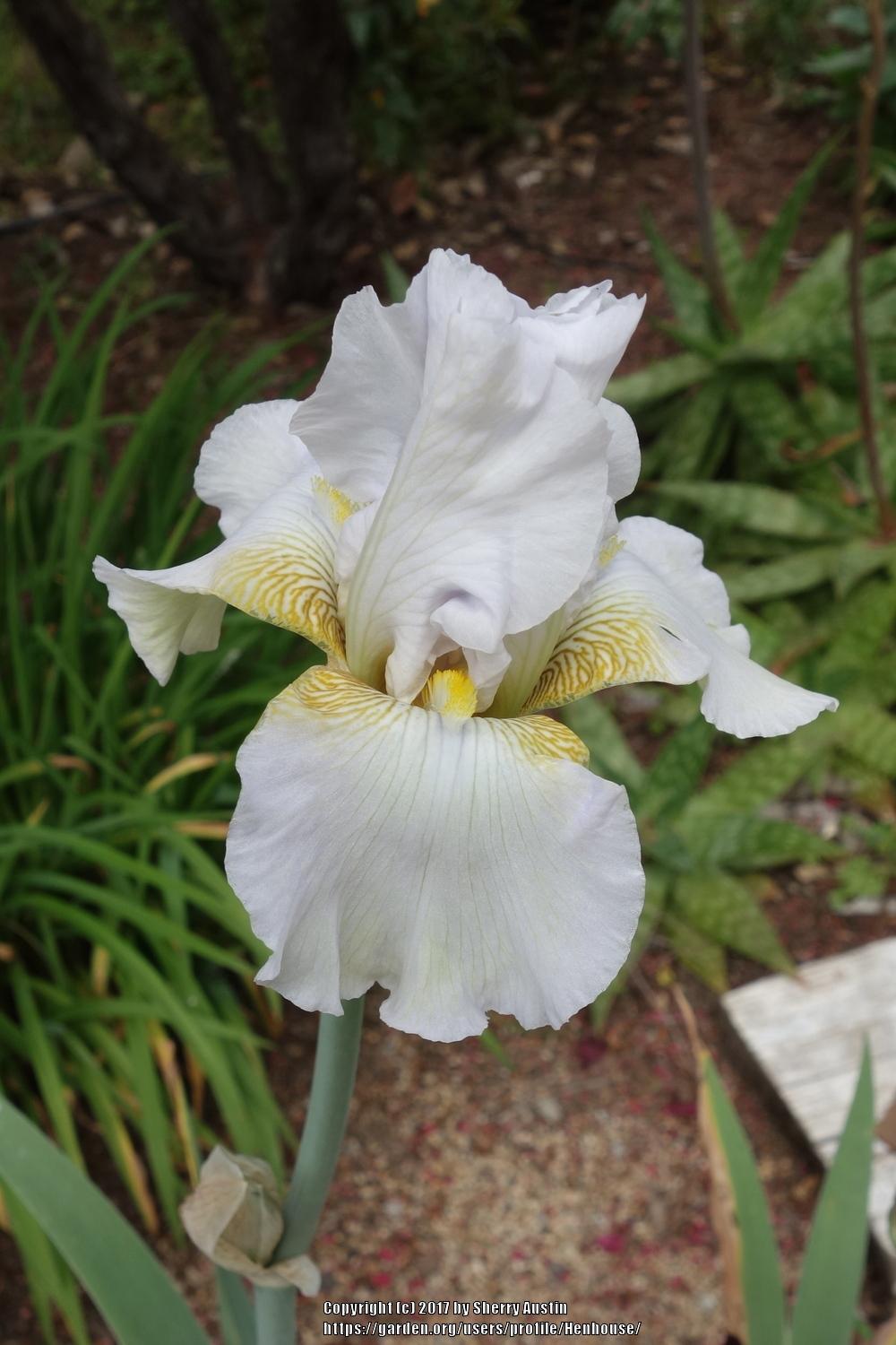 Tall Bearded Iris (Iris 'Crystal Canyon') in the Irises Database ...