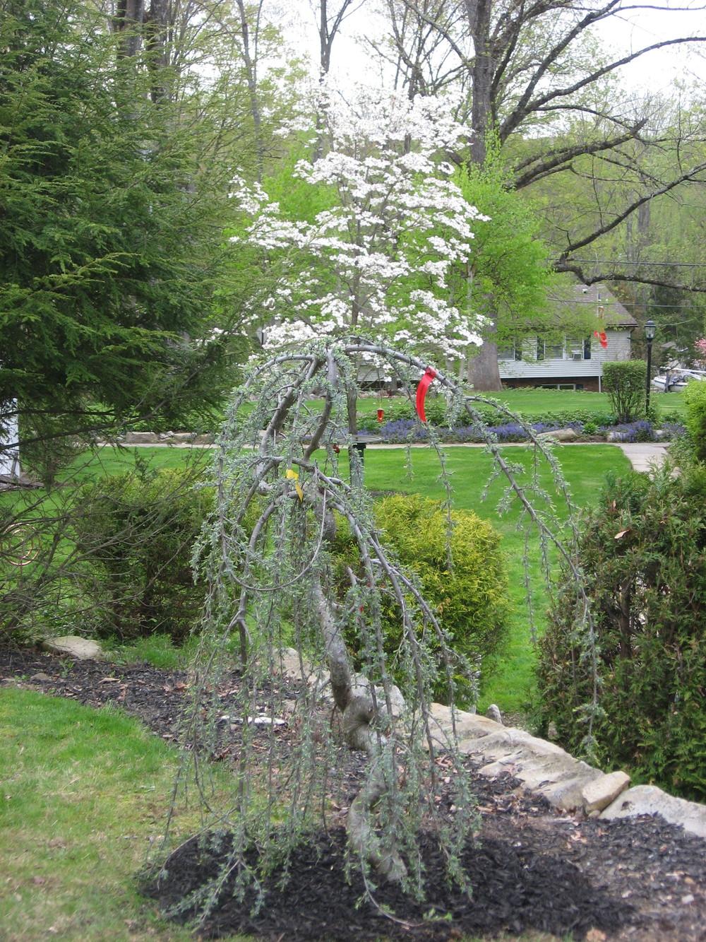 Photo of the entire plant of Weeping Blue Atlas Cedar (Cedrus atlantica ...