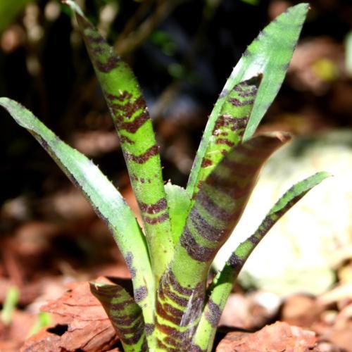 Bromeliad (Neoregelia 'Tiger Cub') - Garden.org