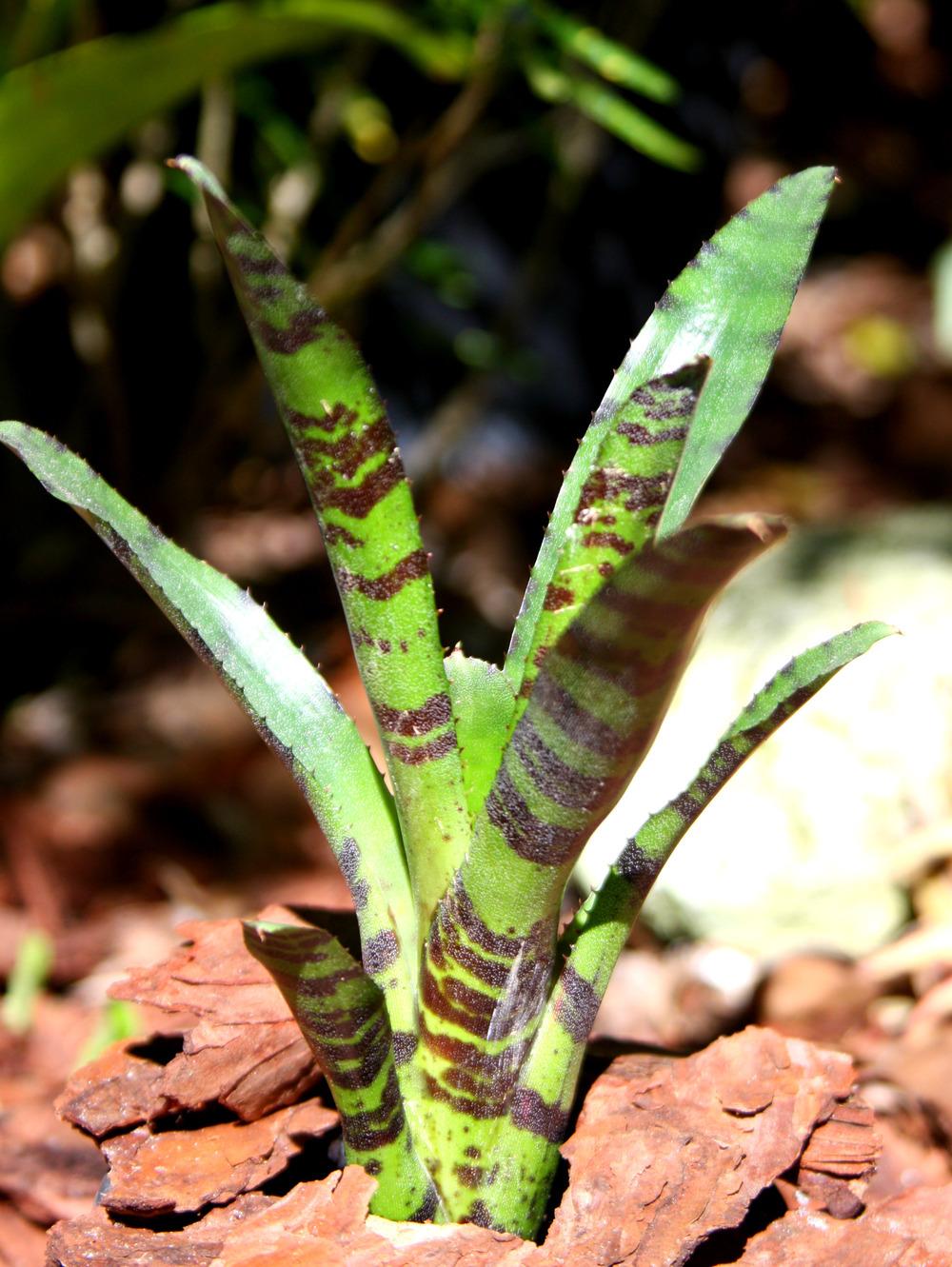 Bromeliad (Neoregelia 'Tiger Cub') - Garden.org