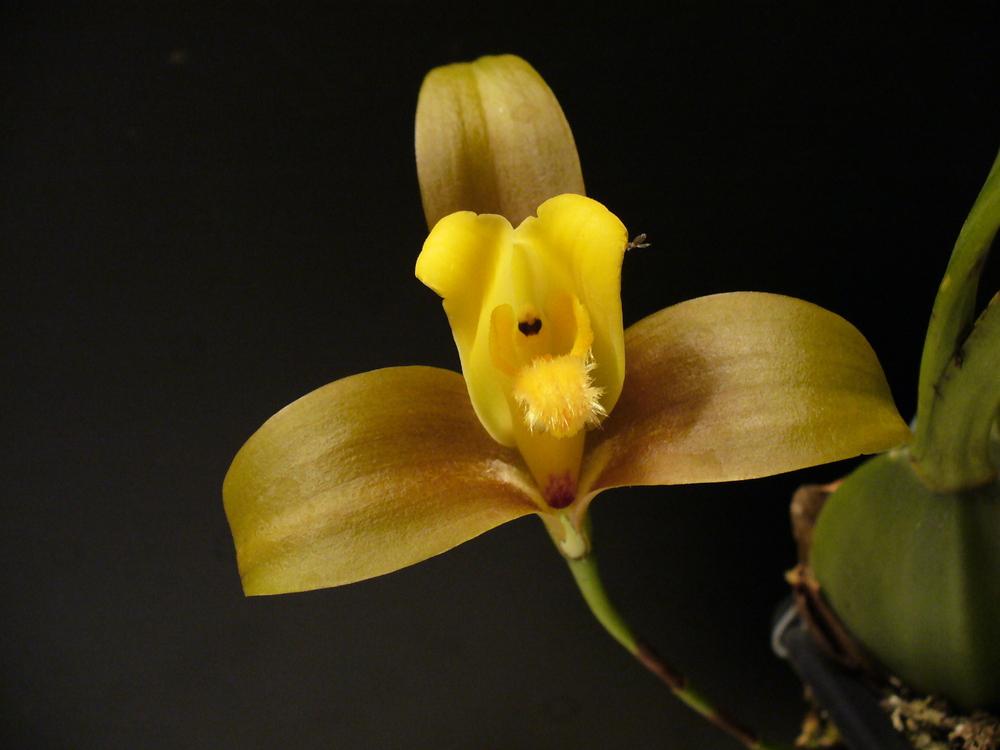 Photo of the bloom of Orchid (Lycaste lasioglossa) posted by Ted5310 ...