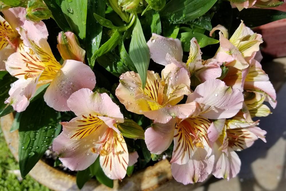 Peruvian Lily (Alstroemeria Colorita® Eliane Light Pink®) in the ...