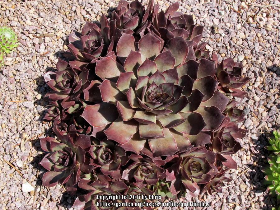Hen and chicks (Sempervivum 'Sandi Lu') in the Sempervivum Database ...