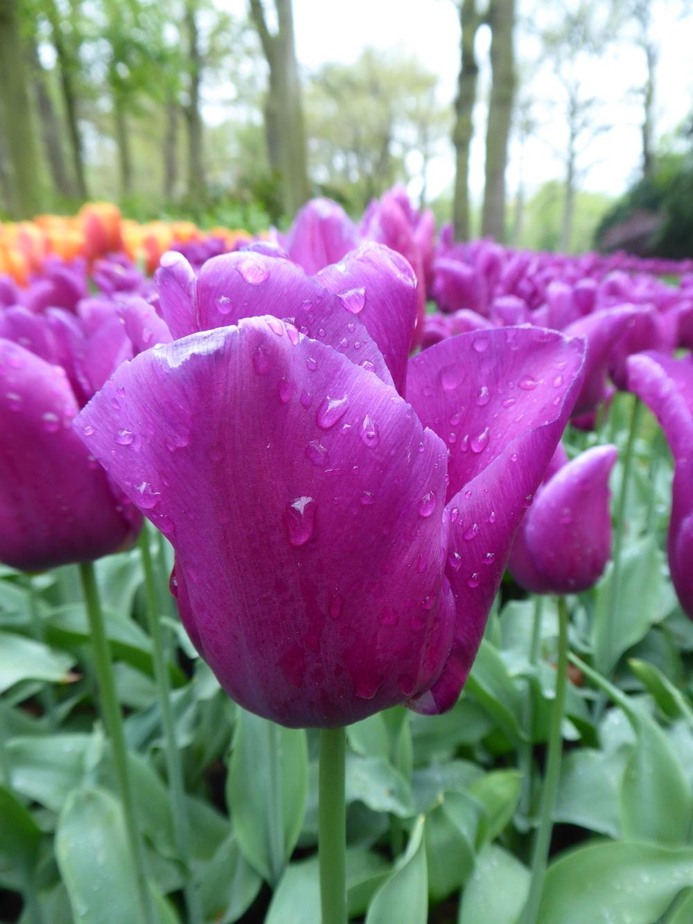 Triumph Tulip (Tulipa 'Passionale') in the Tulips Database - Garden.org