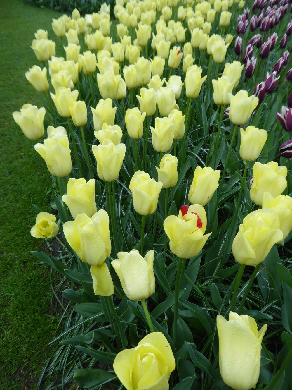 Photo of the entire plant of Tulip (Tulipa 'World Friendship') posted ...