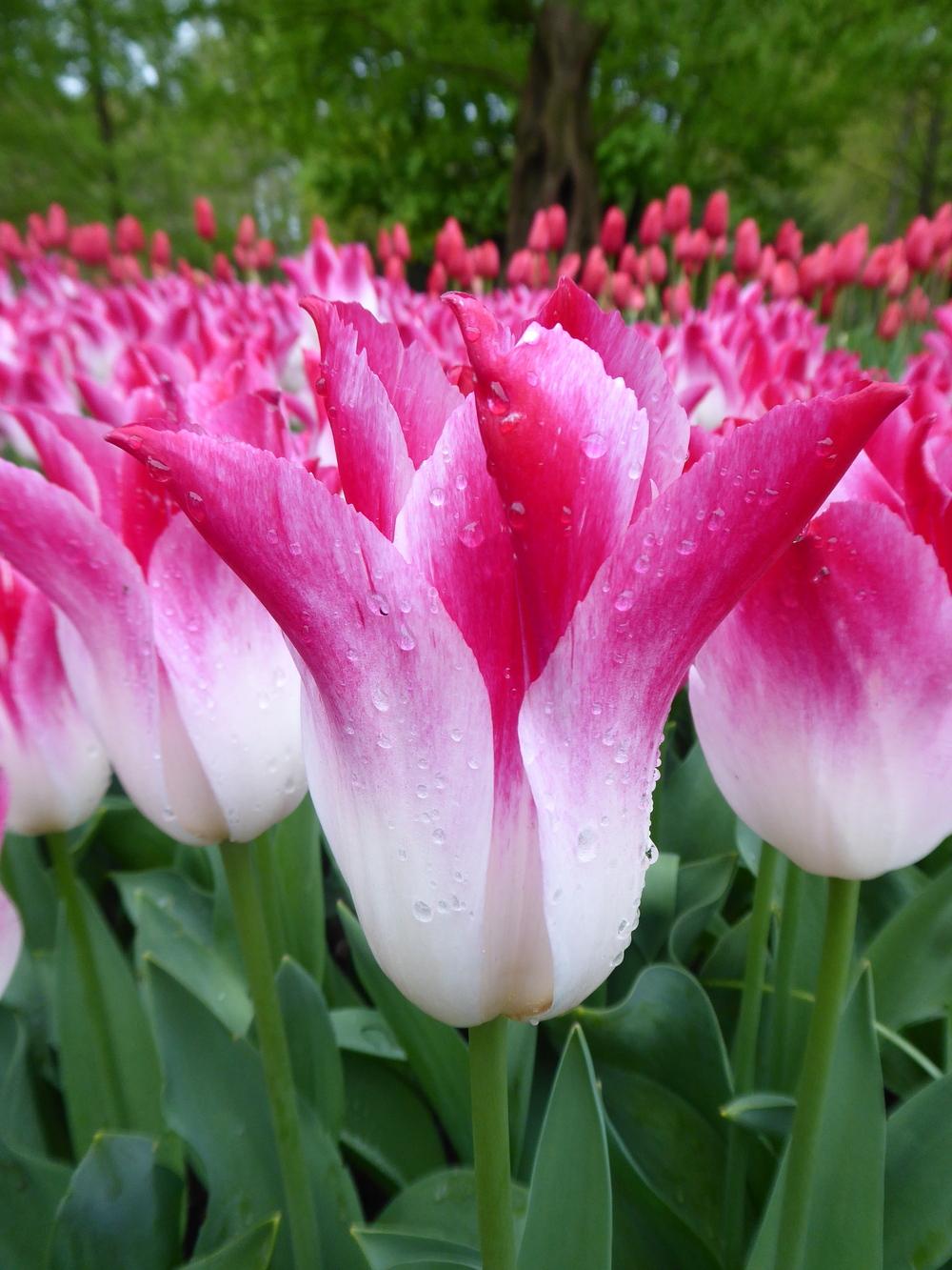 Photo of the bloom of Tulip (Tulipa 'Whispering Dream') posted by ...