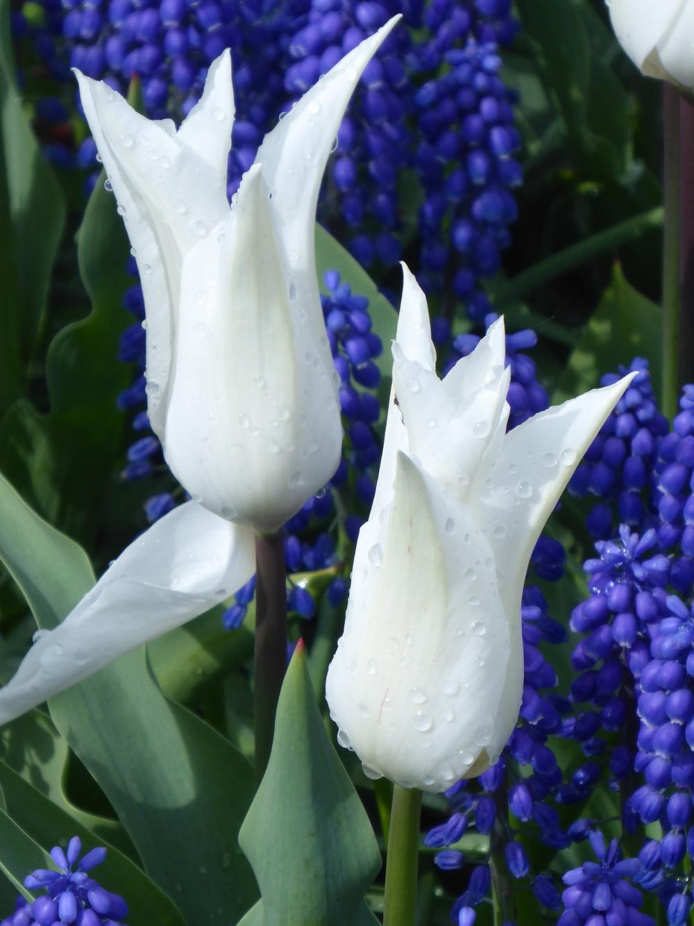 Photo of the bloom of Tulip (Tulipa 'Tres Chic') posted by mellielong ...