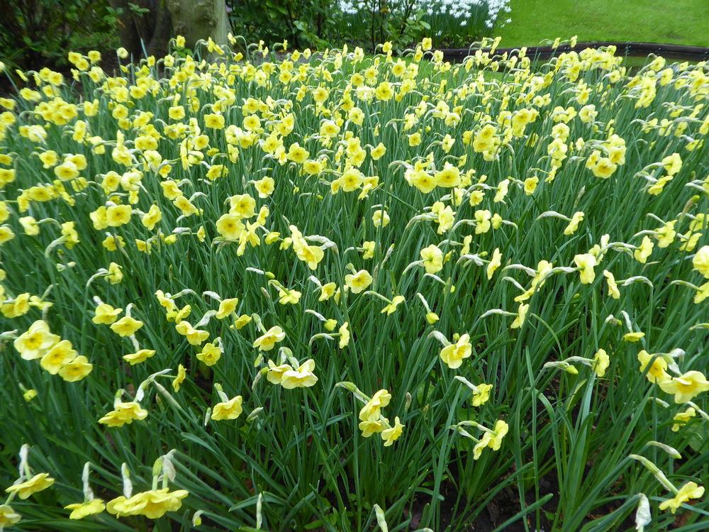 Photo of the entire plant of Jonquilla Daffodil (Narcissus 'Sun Disc ...