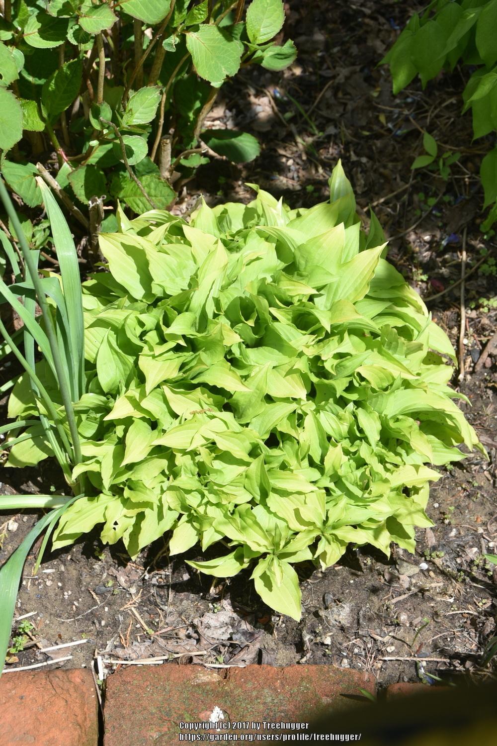 Photo of the entire plant of Hosta 'Feather Boa' posted by treehugger ...