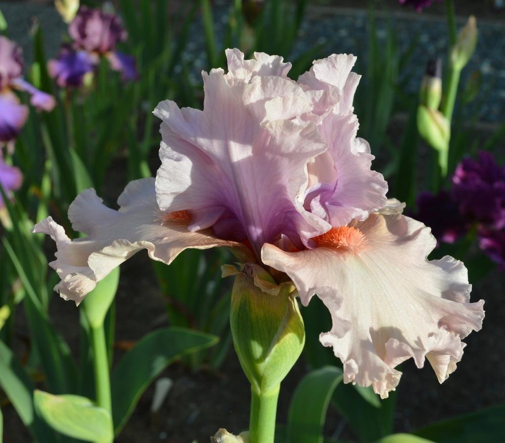 Photo of the bloom of Tall Bearded Iris (Iris 'Advanced Degree') posted ...