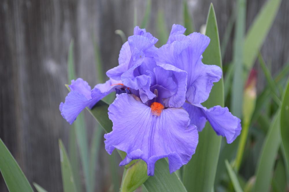 Tall Bearded Iris (Iris 'Pacific Fire') in the Irises Database - Garden.org