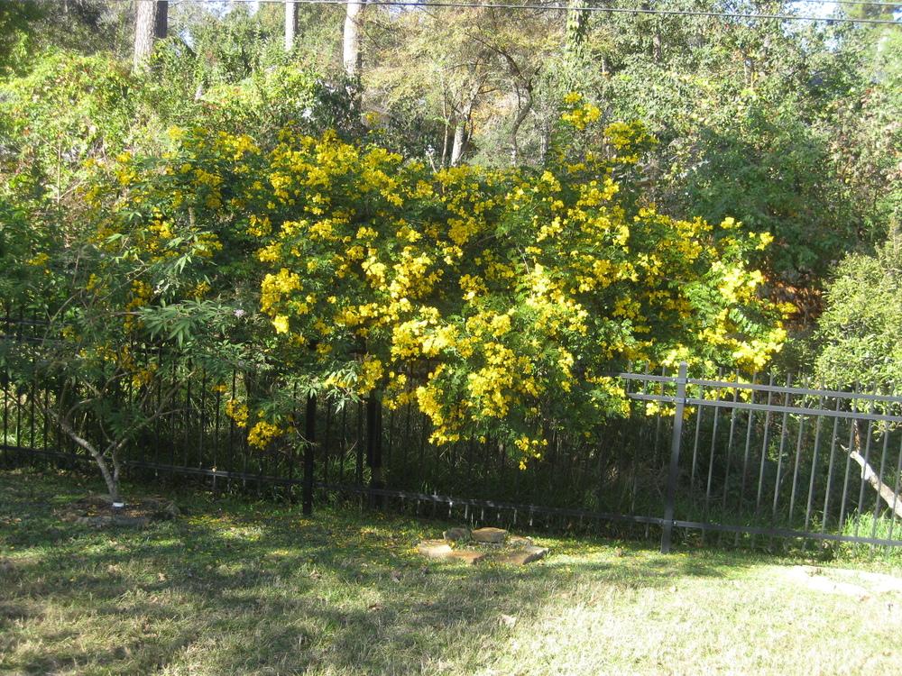 Golden Wonder Senna (Senna splendida) - Garden.org
