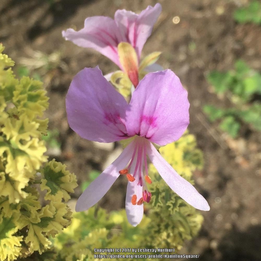 Pelargonium (Pelargonium crispum 'Golden Lemon Crispum') in the ...