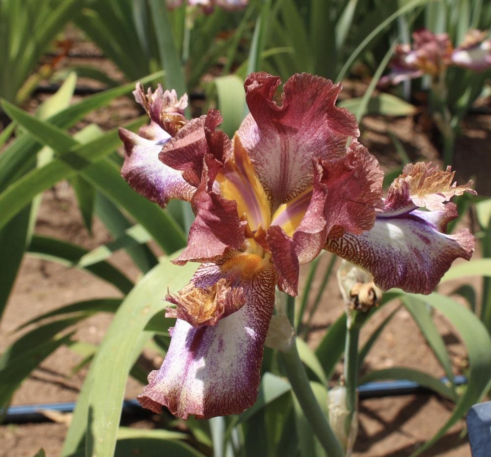 Photo of the bloom of Tall Bearded Iris (Iris 'Super Frill') posted by ...