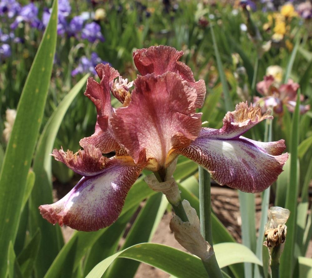 Photo of the bloom of Tall Bearded Iris (Iris 'Super Frill') posted by ...