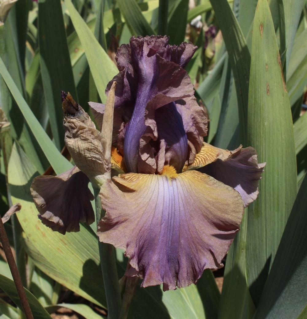 Tall Bearded Iris (Iris 'Coffee Jitters') in the Irises Database ...
