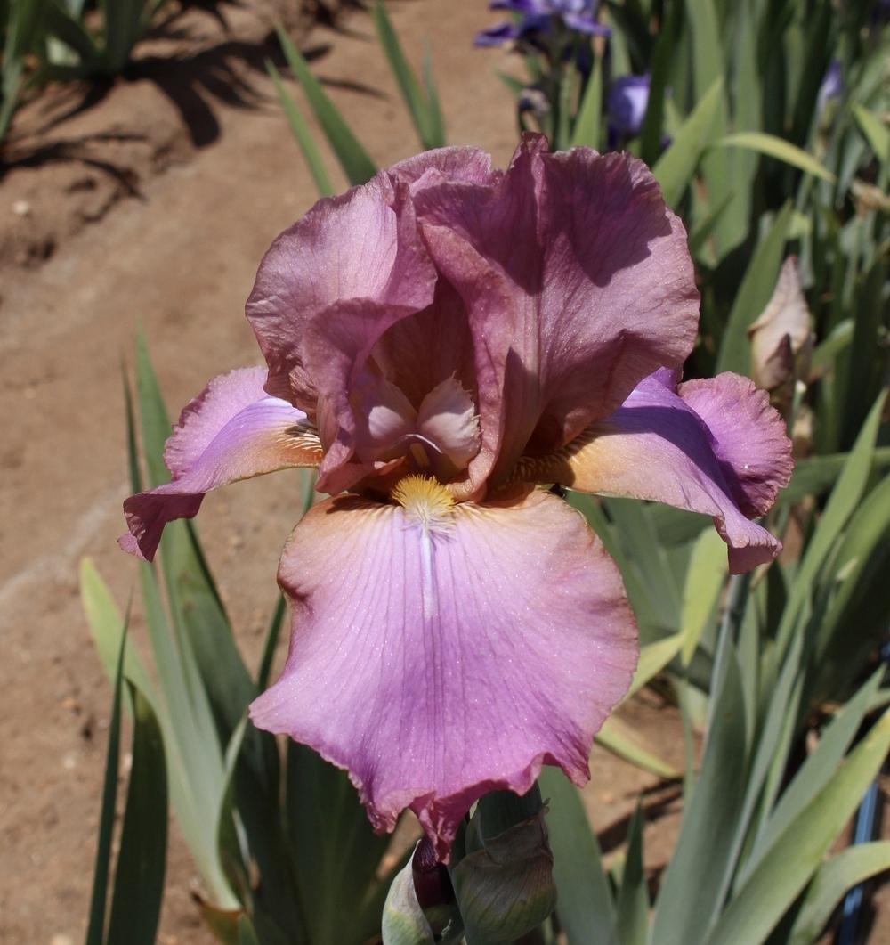 Tall Bearded Iris (Iris 'Prairie Clover') in the Irises Database ...