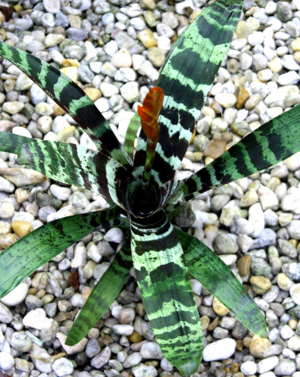Flaming Sword Bromeliad (Lutheria splendens 'Splenriet') - Garden.org