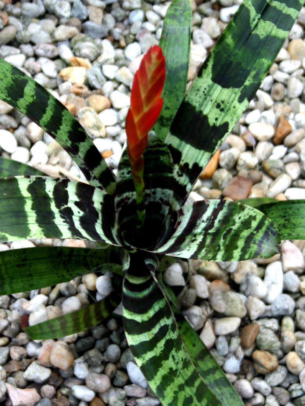 Photo of the entire plant of Flaming Sword Bromeliad (Lutheria ...