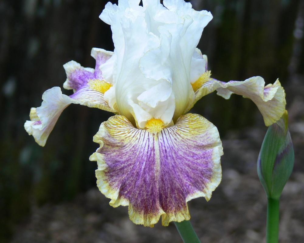 Tall Bearded Iris (Iris 'Wild Angel') in the Irises Database - Garden.org