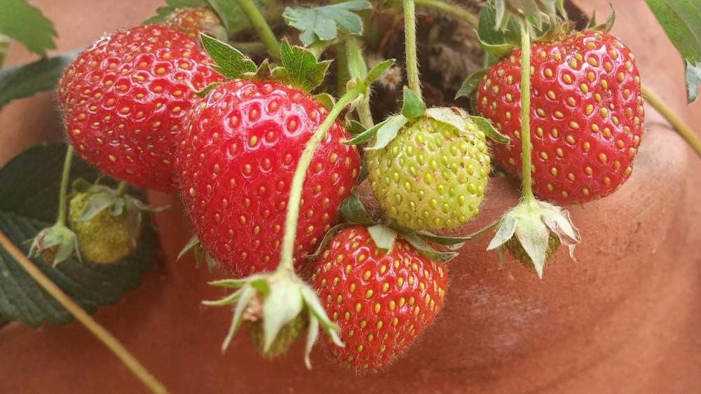 Strawberry (Fragaria x ananassa 'Tristar') in the Strawberries Database ...