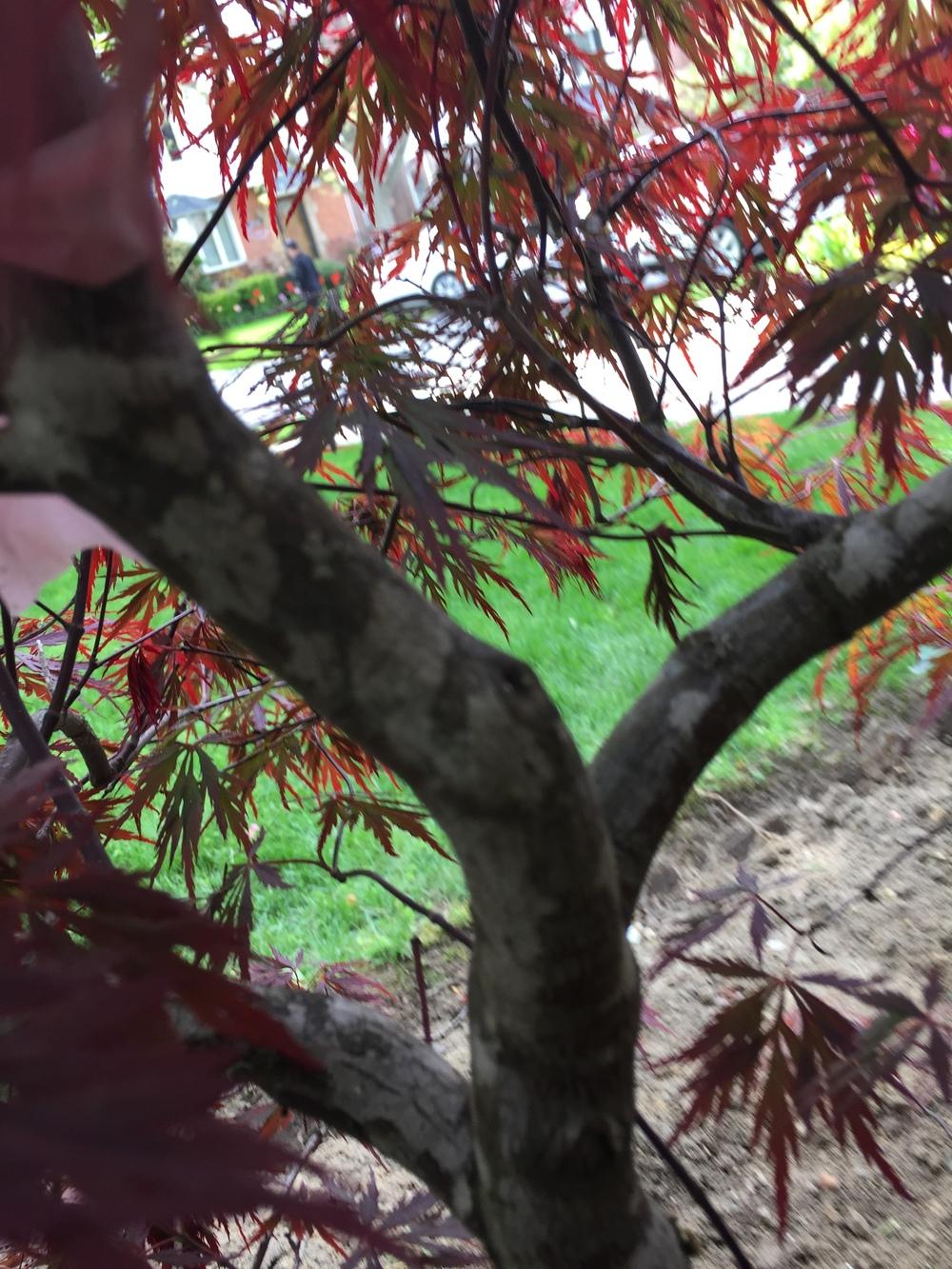 Spots on Japanese maple bark in the Ask a Question forum - Garden.org