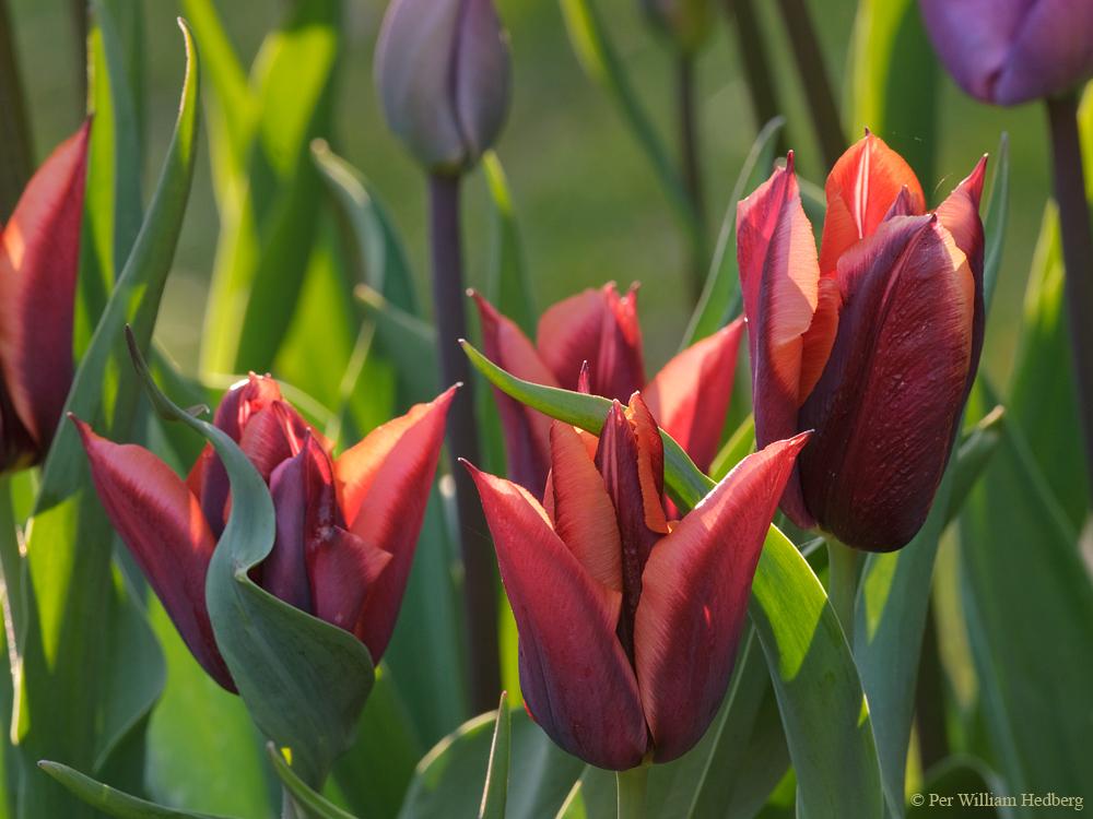 Photo of the bloom of Tulip (Tulipa 'Slawa') posted by William - Garden.org