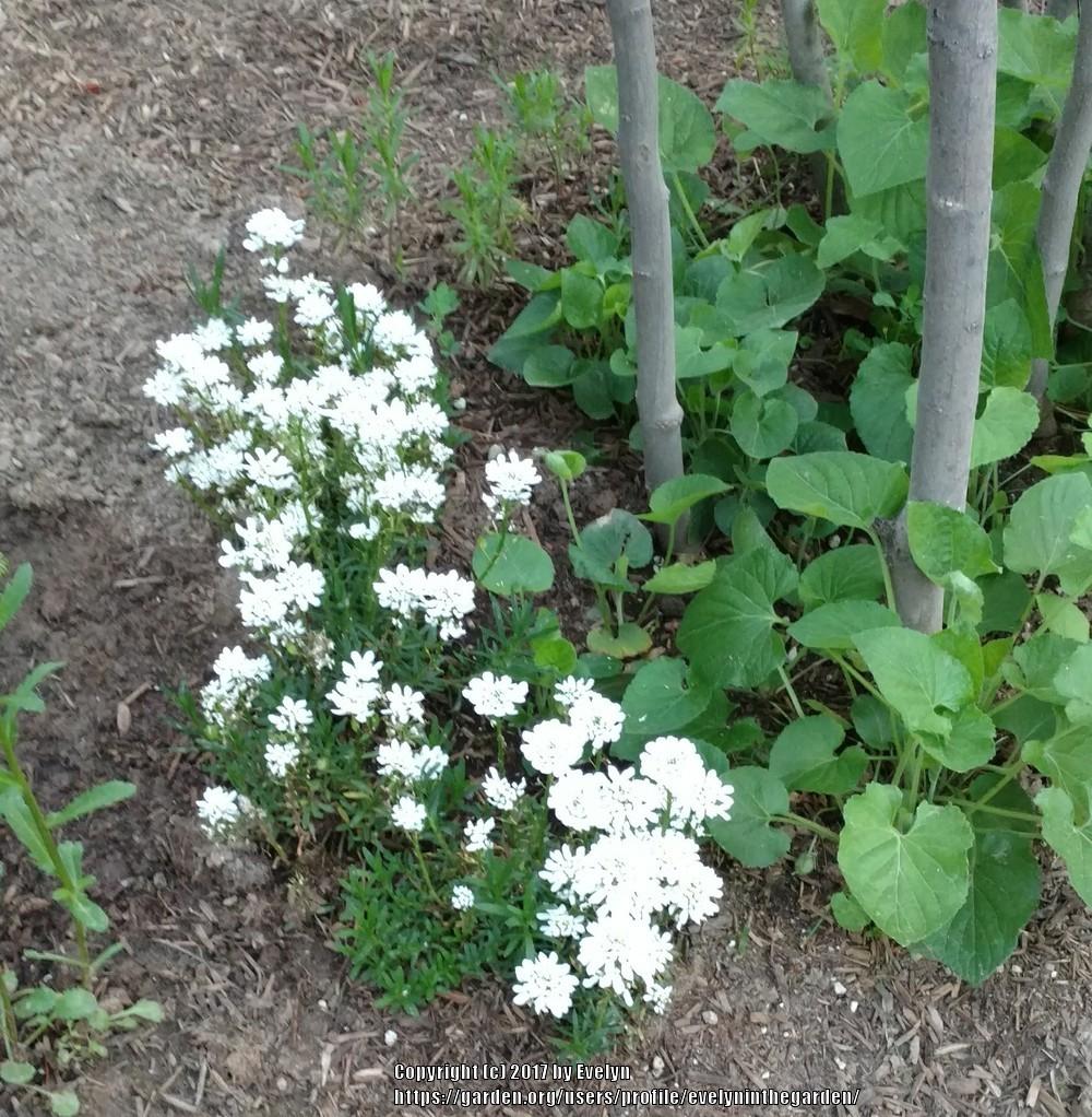White Flower Border in the Landscape Design forum - Garden.org