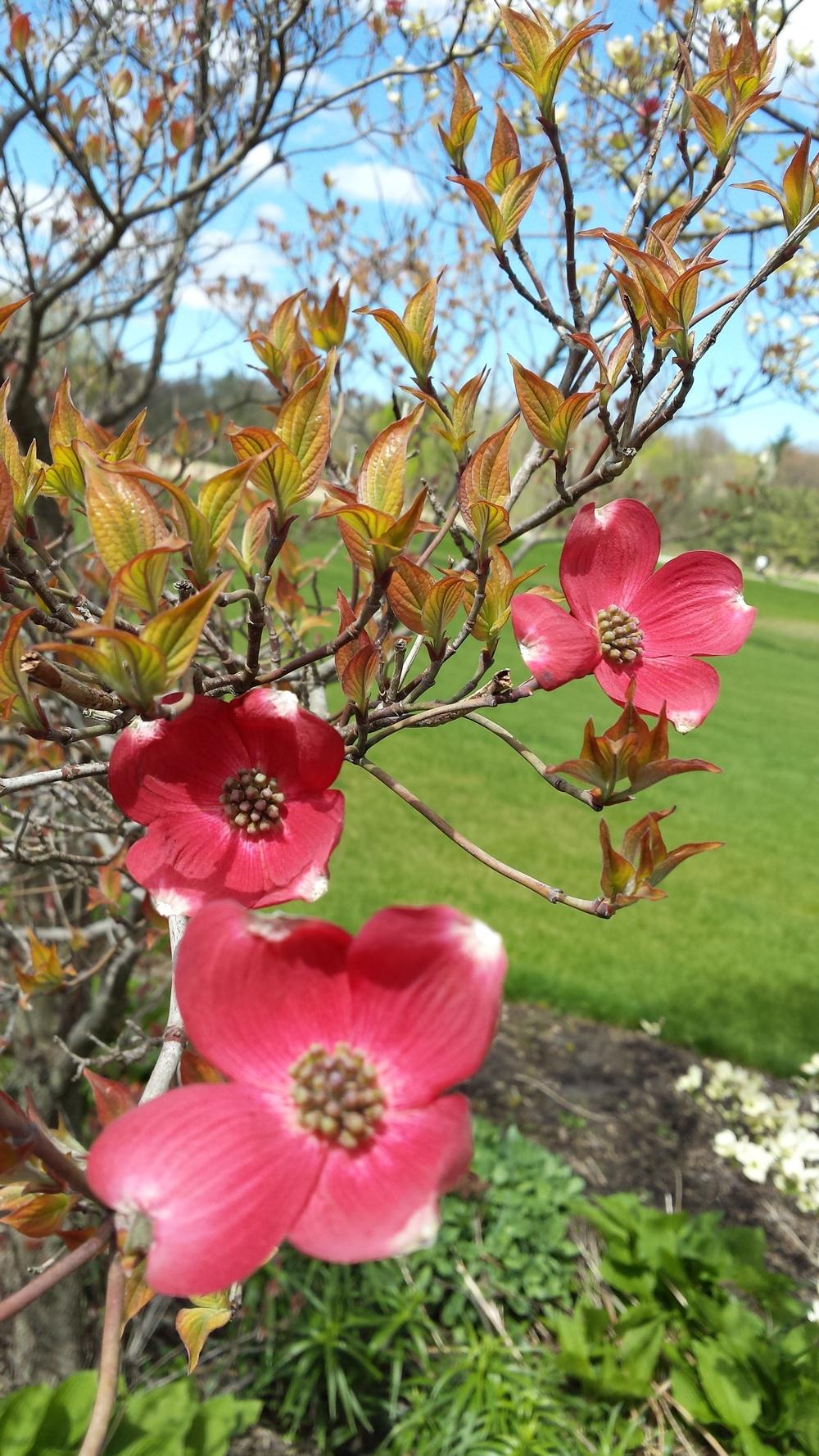 Dogwoods: Plant Care and Collection of Varieties - Garden.org