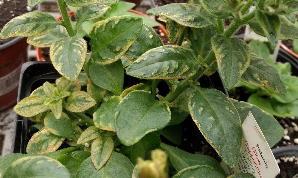 Petunia disease? in the Pests and Diseases forum - Garden.org