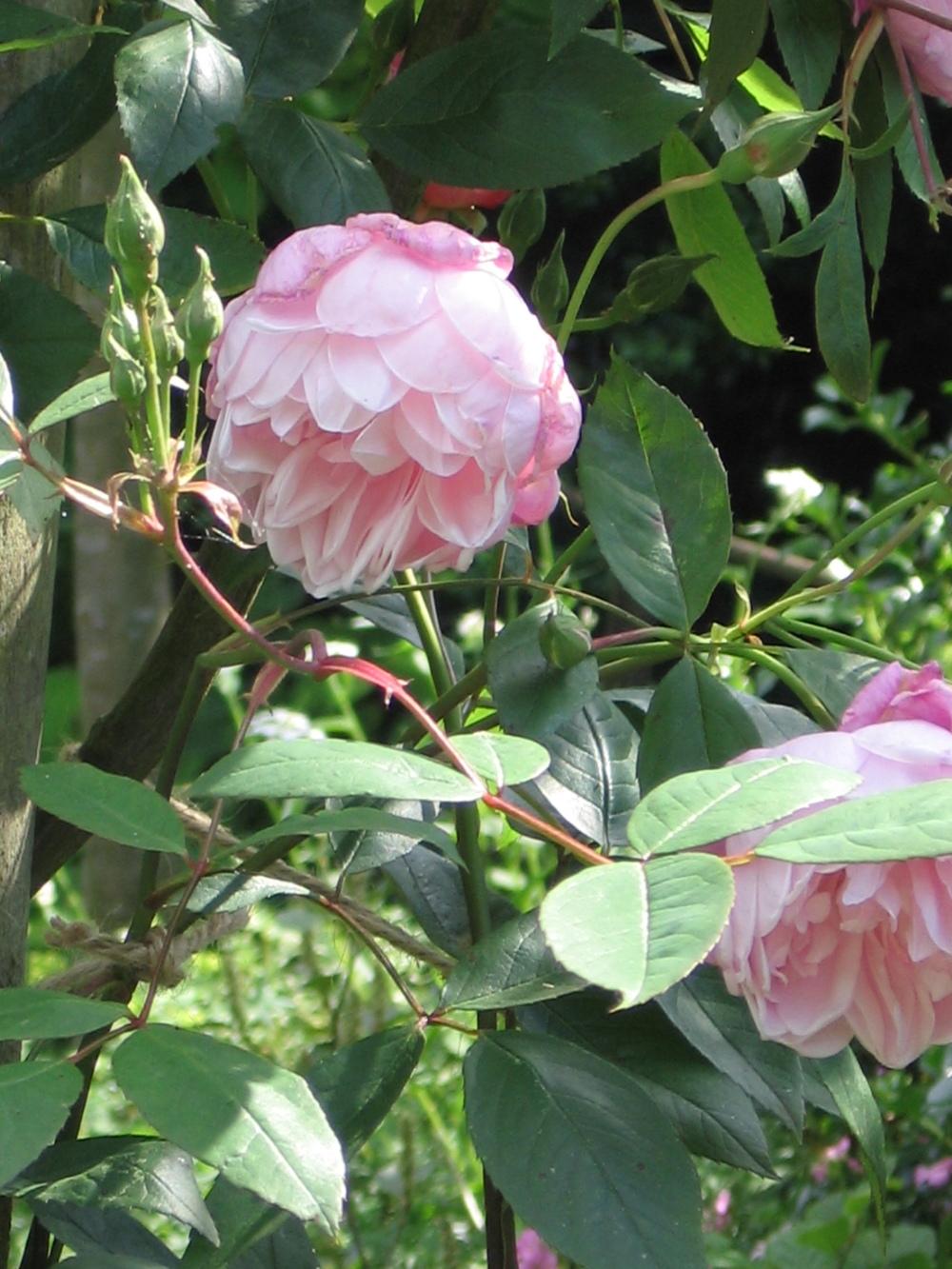 Photo of the bloom of Rose (Rosa 'Mortimer Sackler') posted by pjnew ...