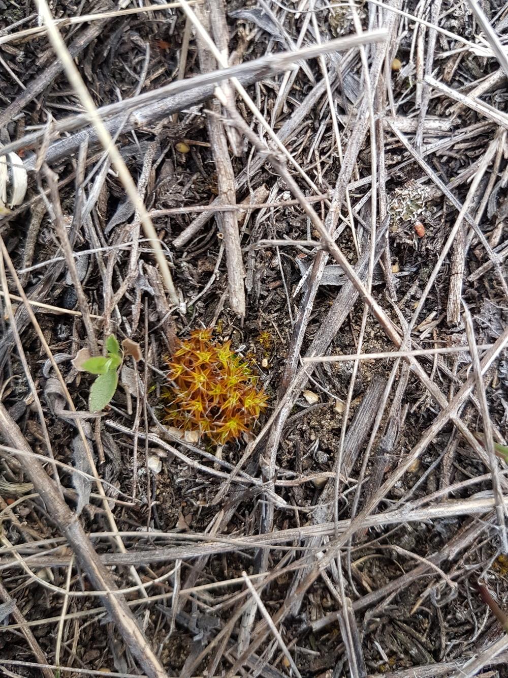 Weird moss? in the Native Habitats forum - Garden.org