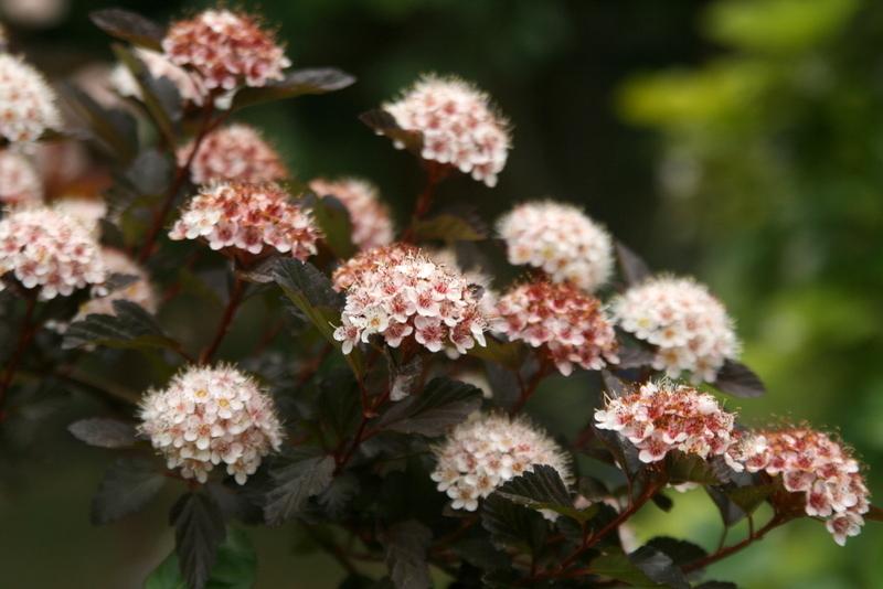 Ninebarks: Plant Care and Collection of Varieties - Garden.org