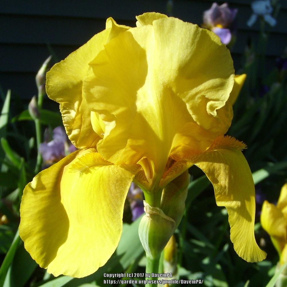 Tall Bearded Iris (Iris 'Royal Sovereign') in the Irises Database ...