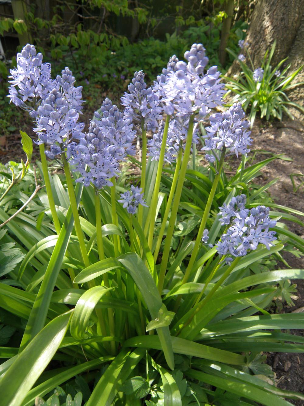 Photo of the entire plant of Meadow Squill (Scilla litardierei) posted ...