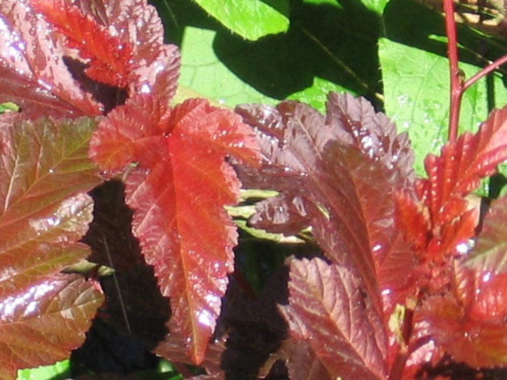 Eastern Ninebark (Physocarpus opulifolius Lady in Red™) in the ...