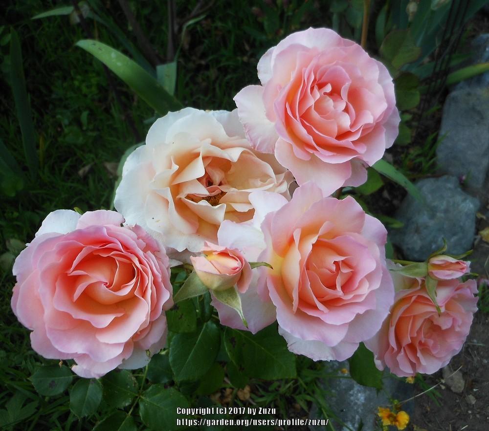 Rose (Rosa 'Meredith Bohls') in the Roses Database - Garden.org