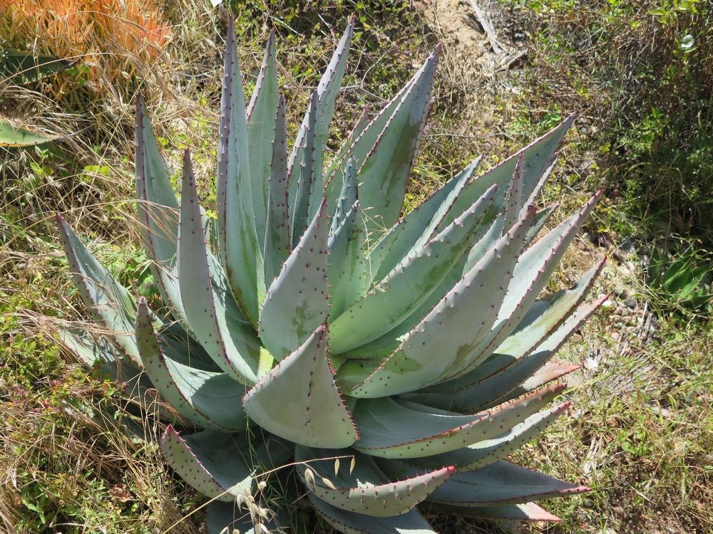 Turquoise Succulents and Rosary Vine in the Cactus and Succulents forum ...