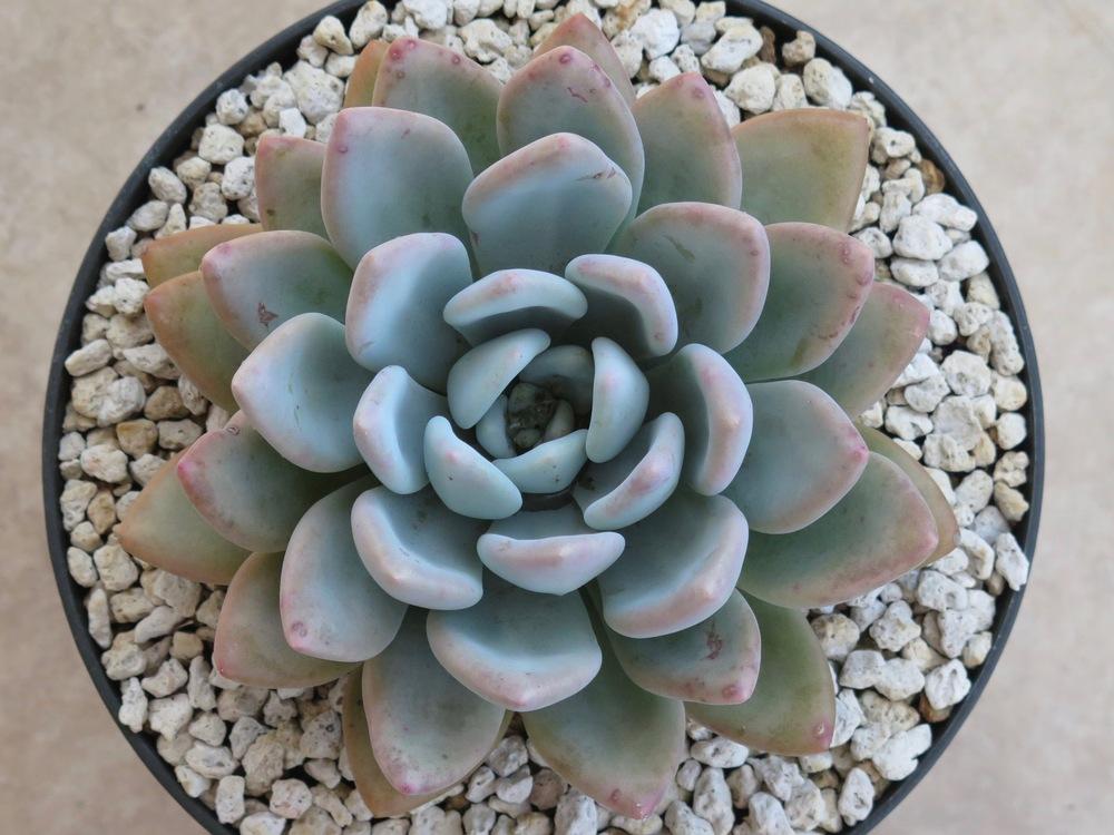 Turquoise Succulents and Rosary Vine in the Cactus and Succulents forum ...