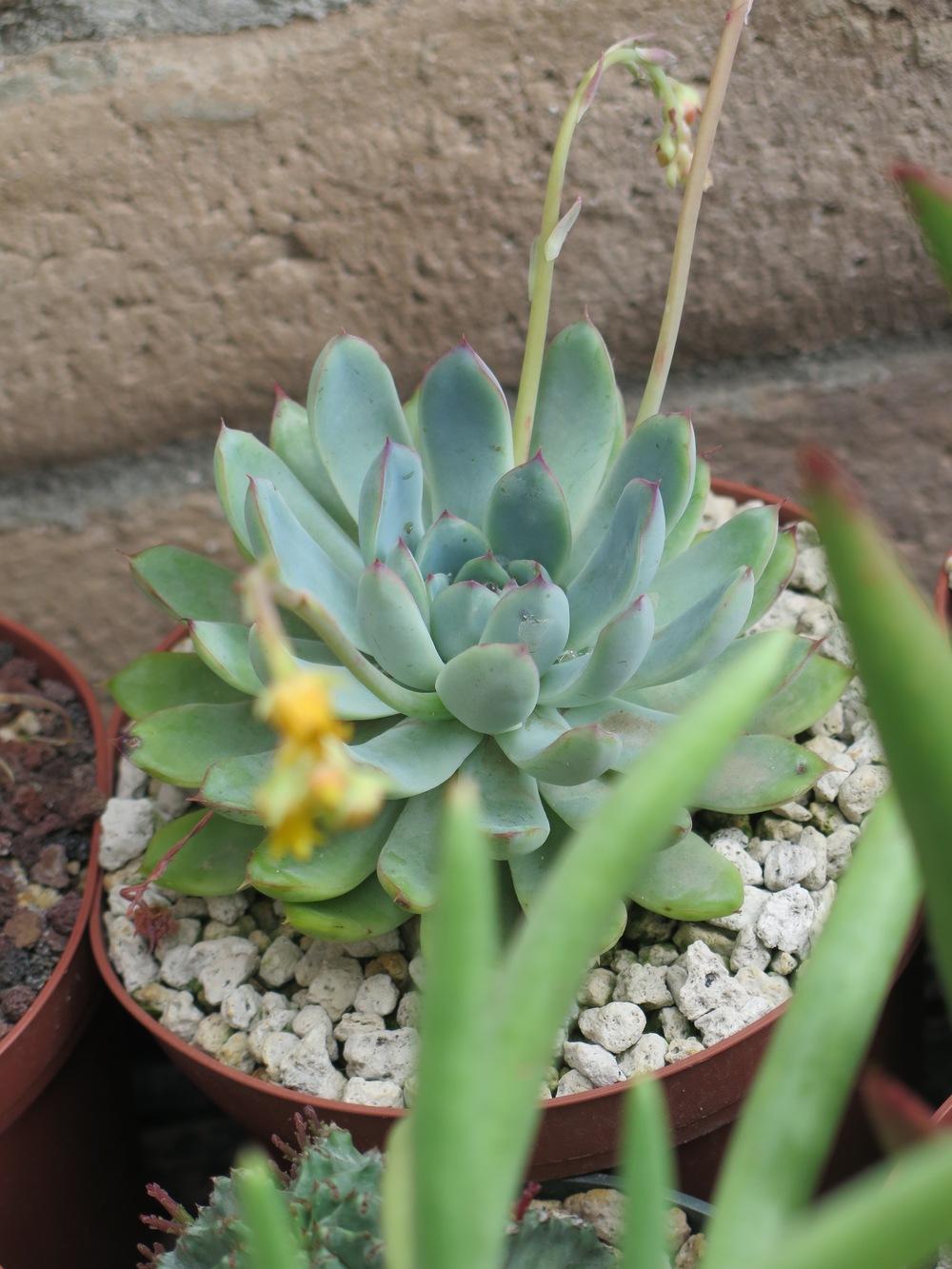 Turquoise Succulents and Rosary Vine in the Cactus and Succulents forum ...