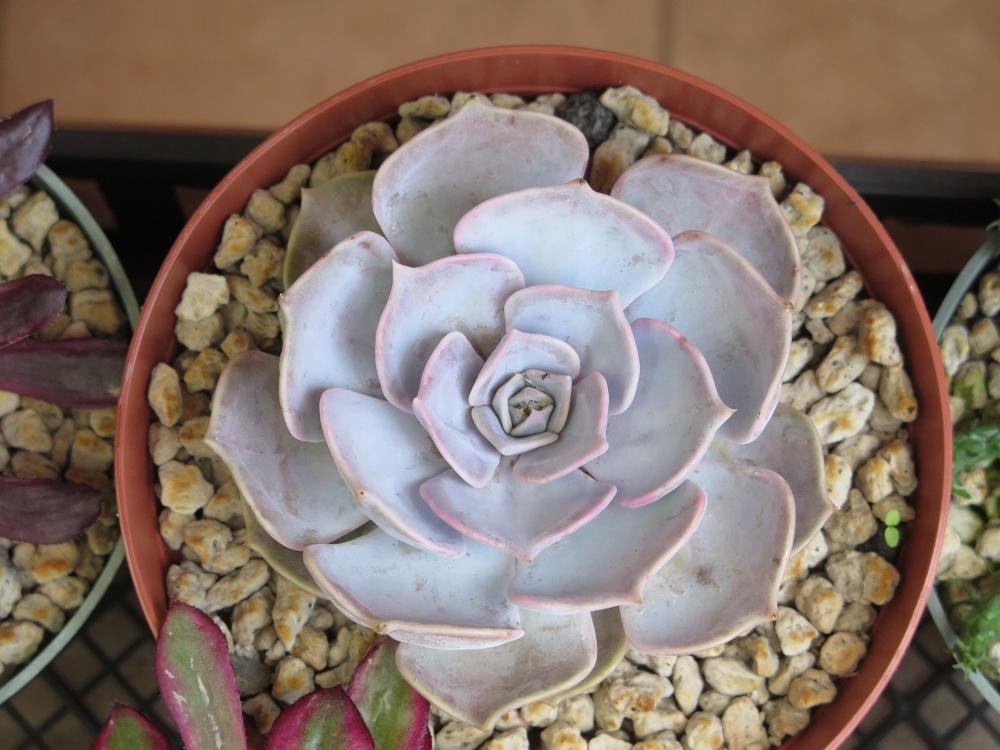 Turquoise Succulents and Rosary Vine in the Cactus and Succulents forum ...